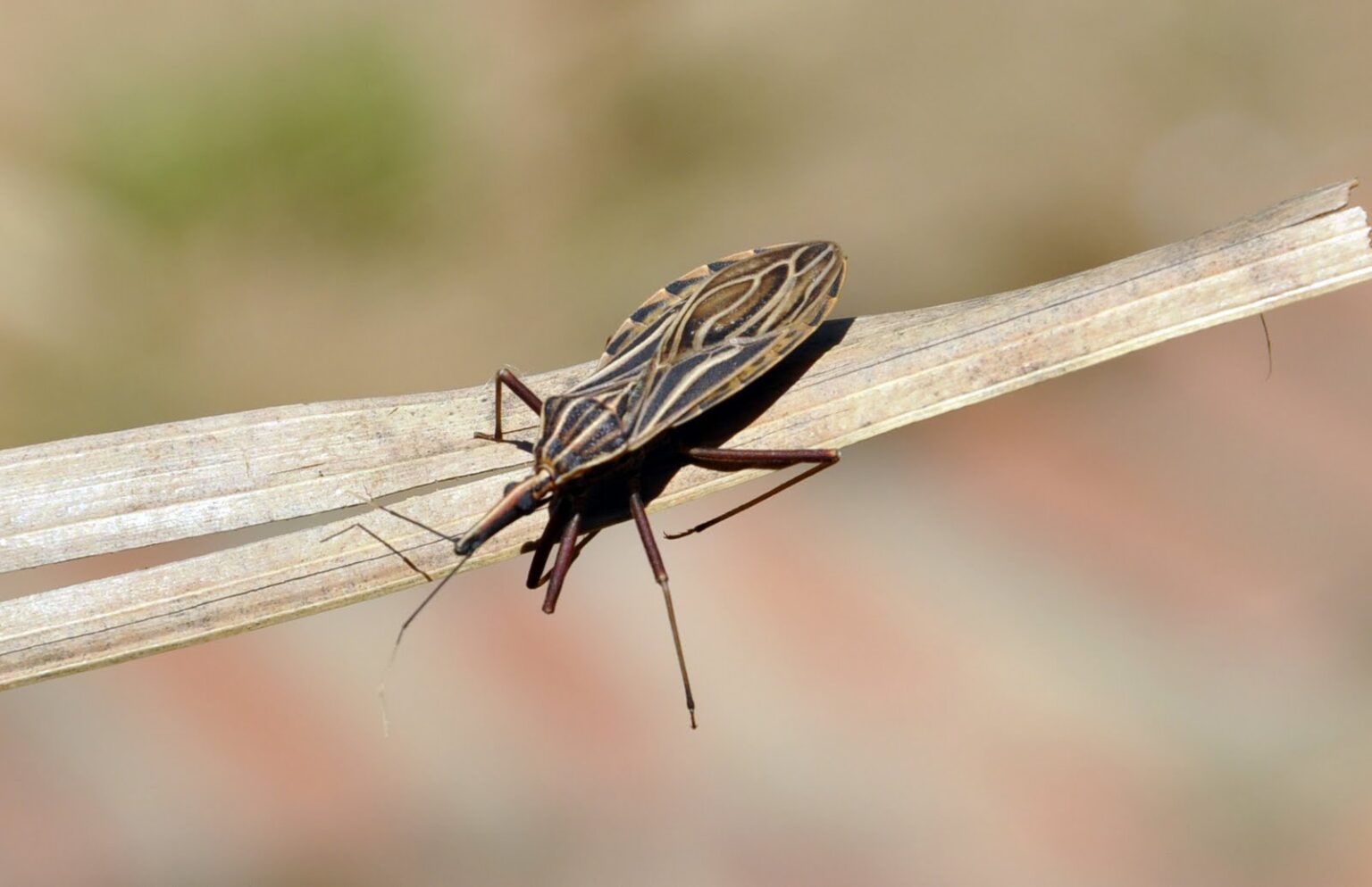 servet ambiental | O Barbeiro