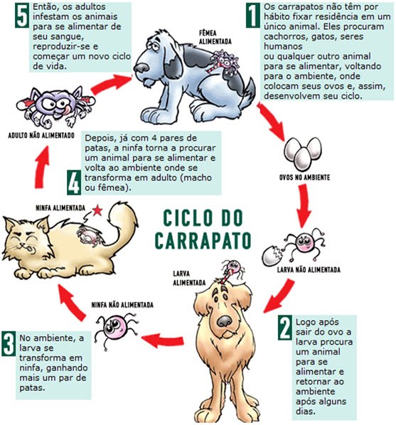 Qual É O Ciclo De Vida De Um Carrapato? – HHCT