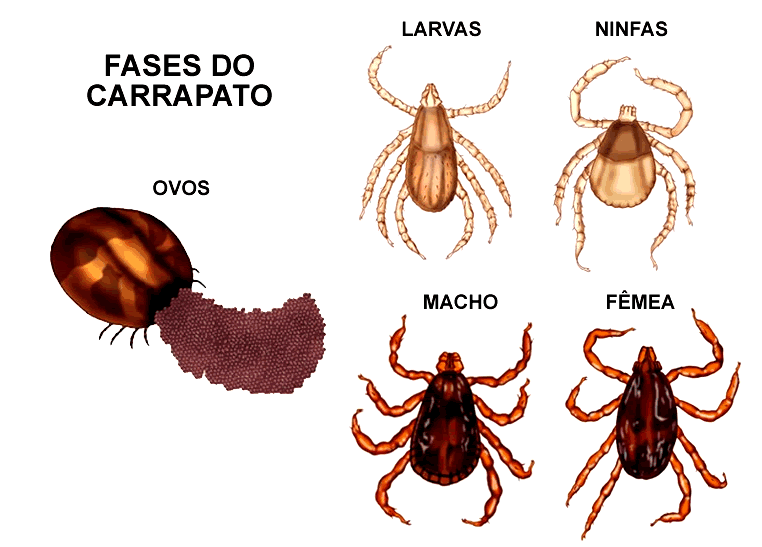 Servet | Os Carrapatos
